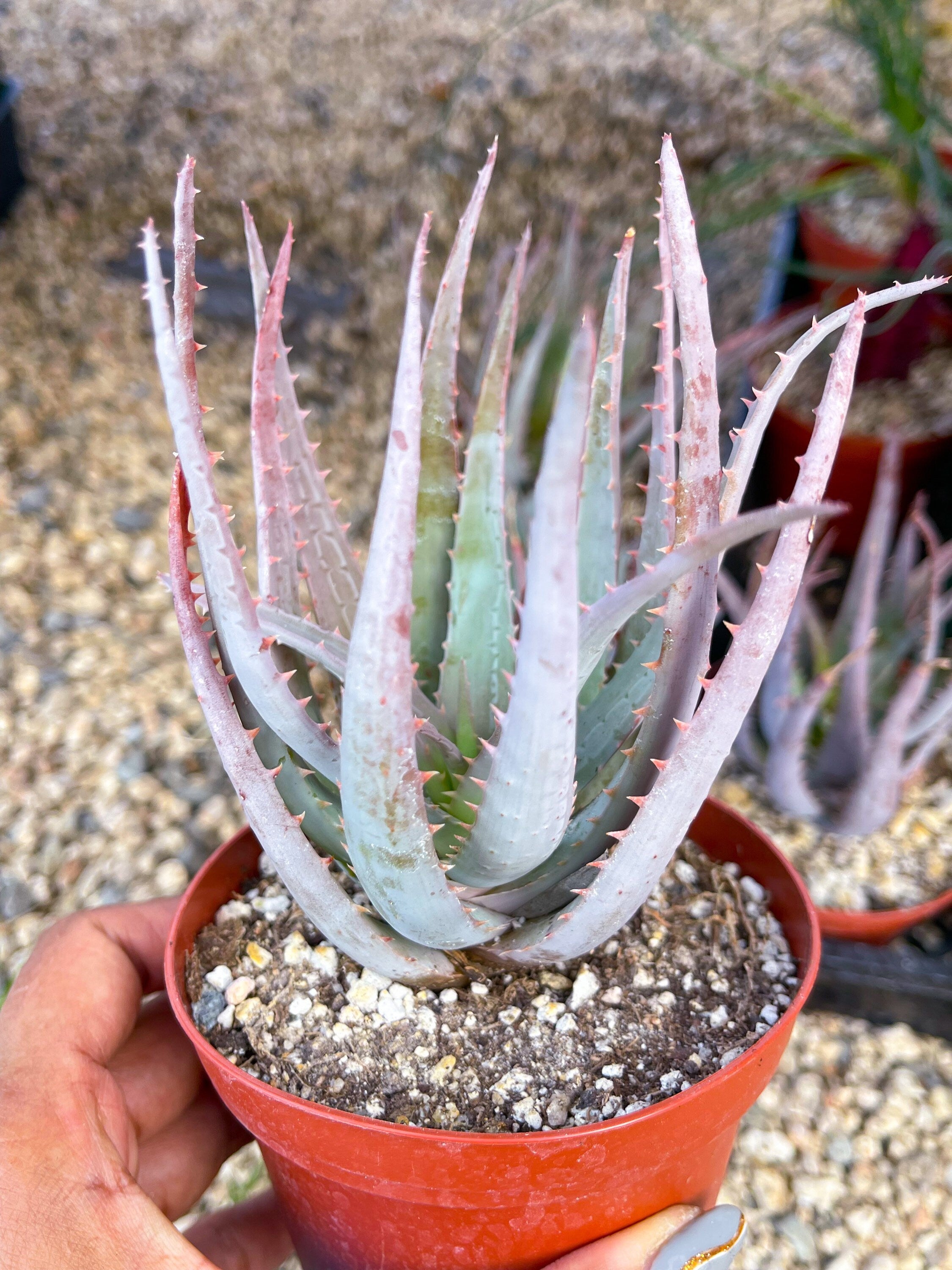 Aloe Blue Elf | Live Plant | Live Aloe – Beleaf and Grow