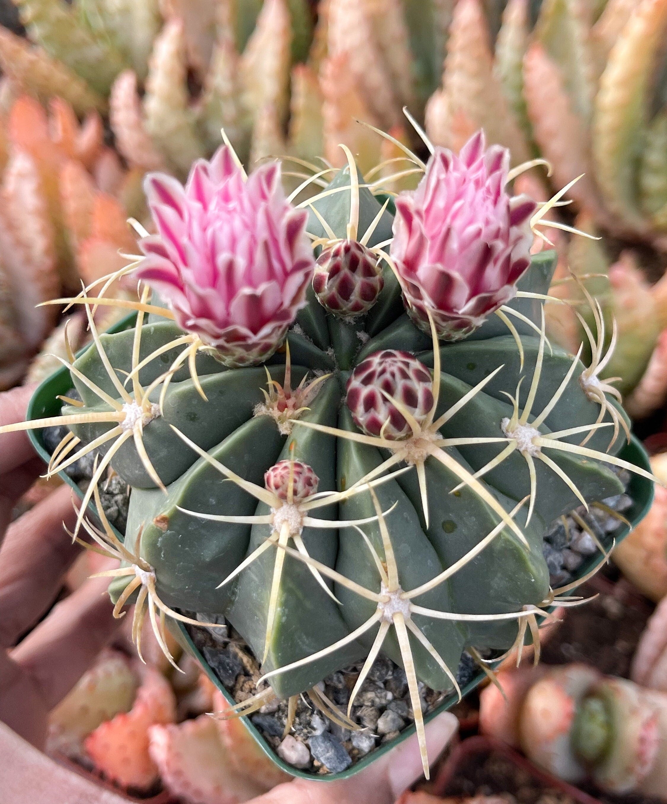 3.5” Ferocactus gracilis coloratus | Red Barrel Cactus | Rare Cactus ...
