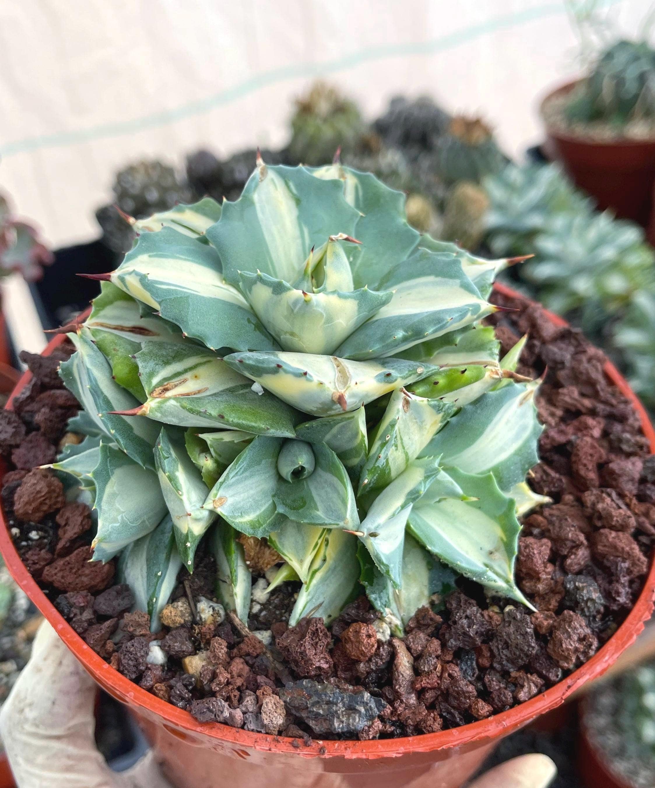 Variegated Agave Isthmensis Ohi Raigin | Rare Agave – Beleaf and Grow
