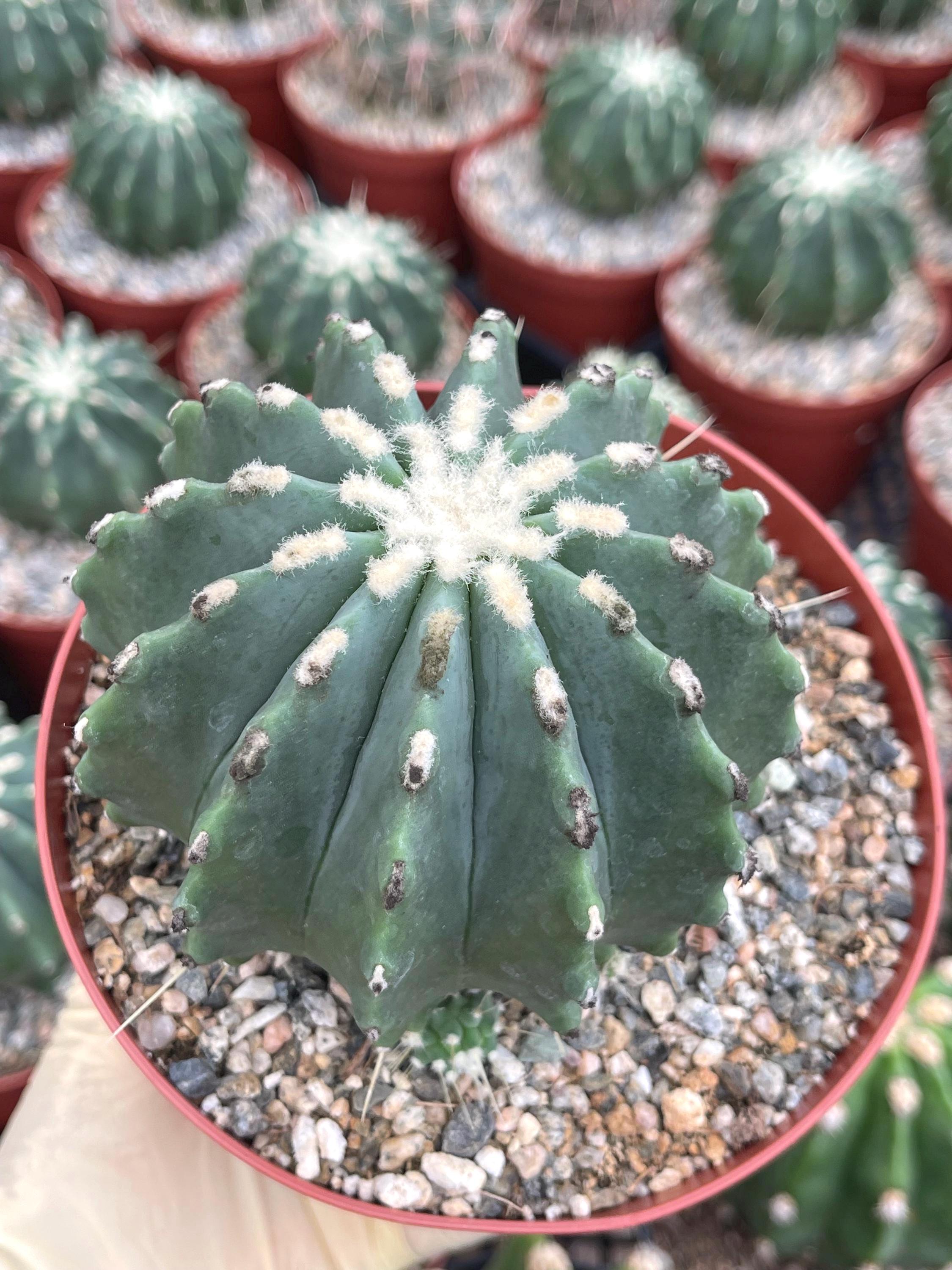 Ferocactus Glaucescens f. Inermis | Rare Cactus – Beleaf and Grow