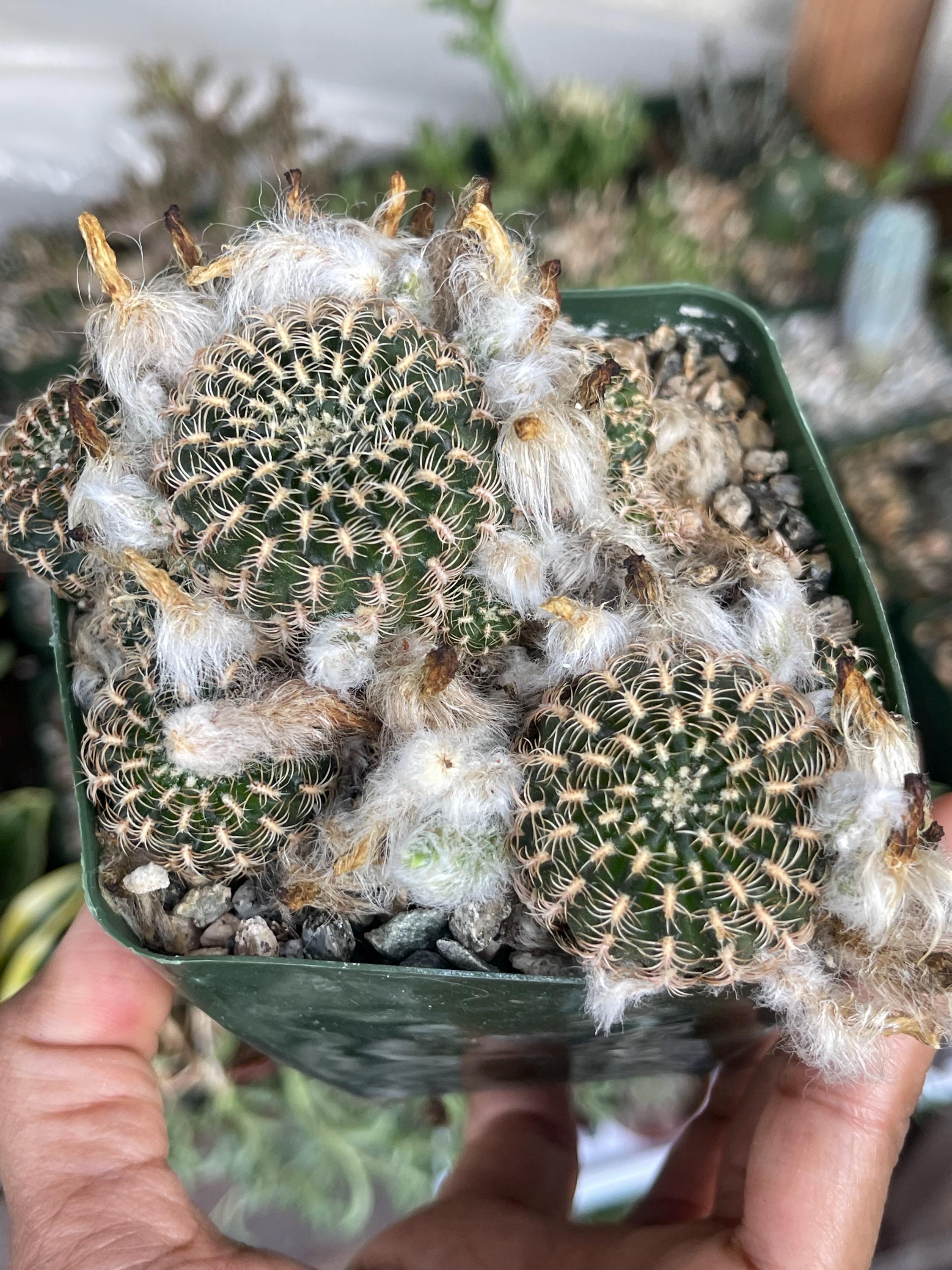 3.5” Lobivia Distefanoiana Clusters | Live Plant – Beleaf and Grow