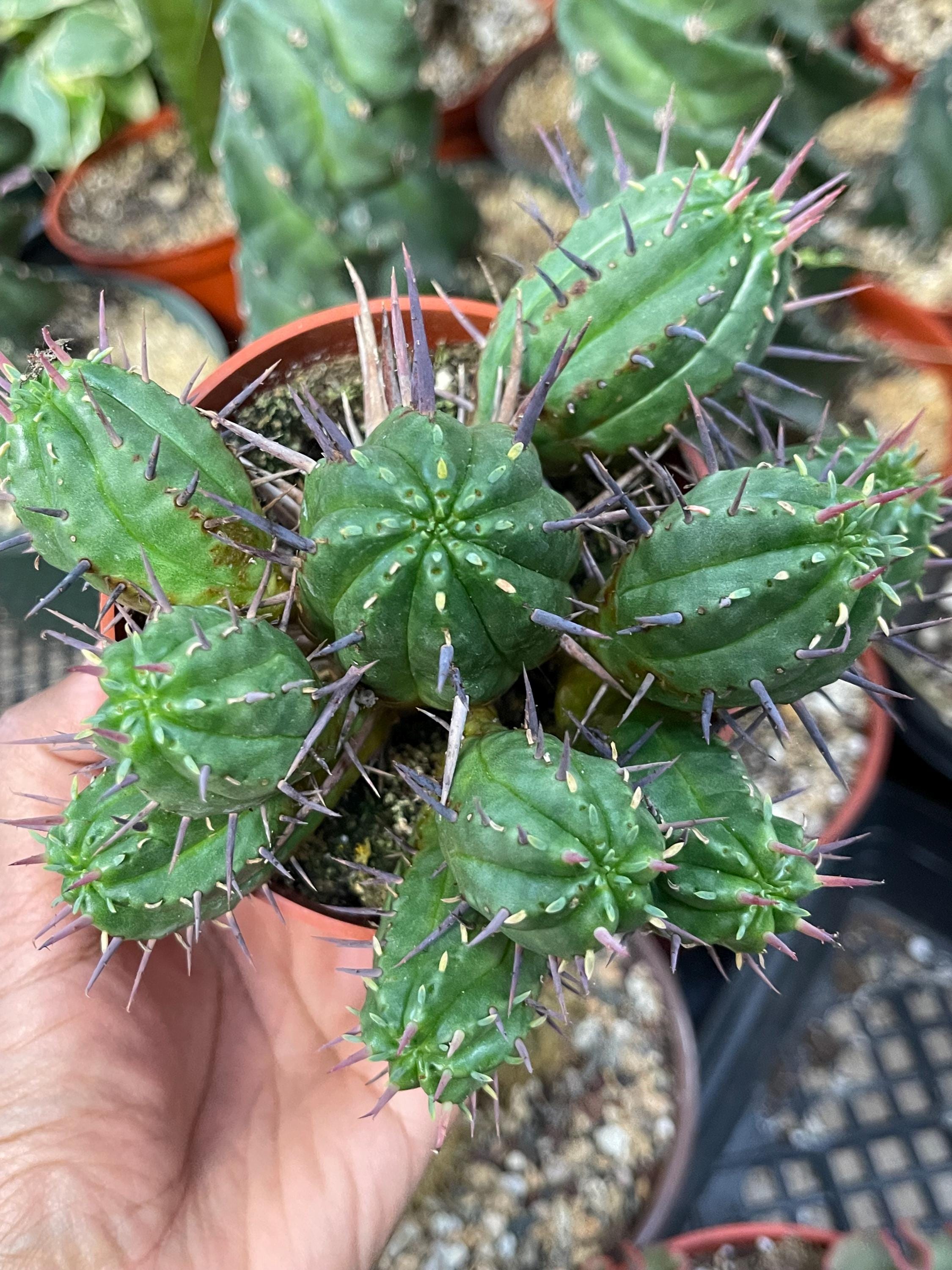 Euphorbia Ferox | Live cactus | Live Plant – Beleaf and Grow