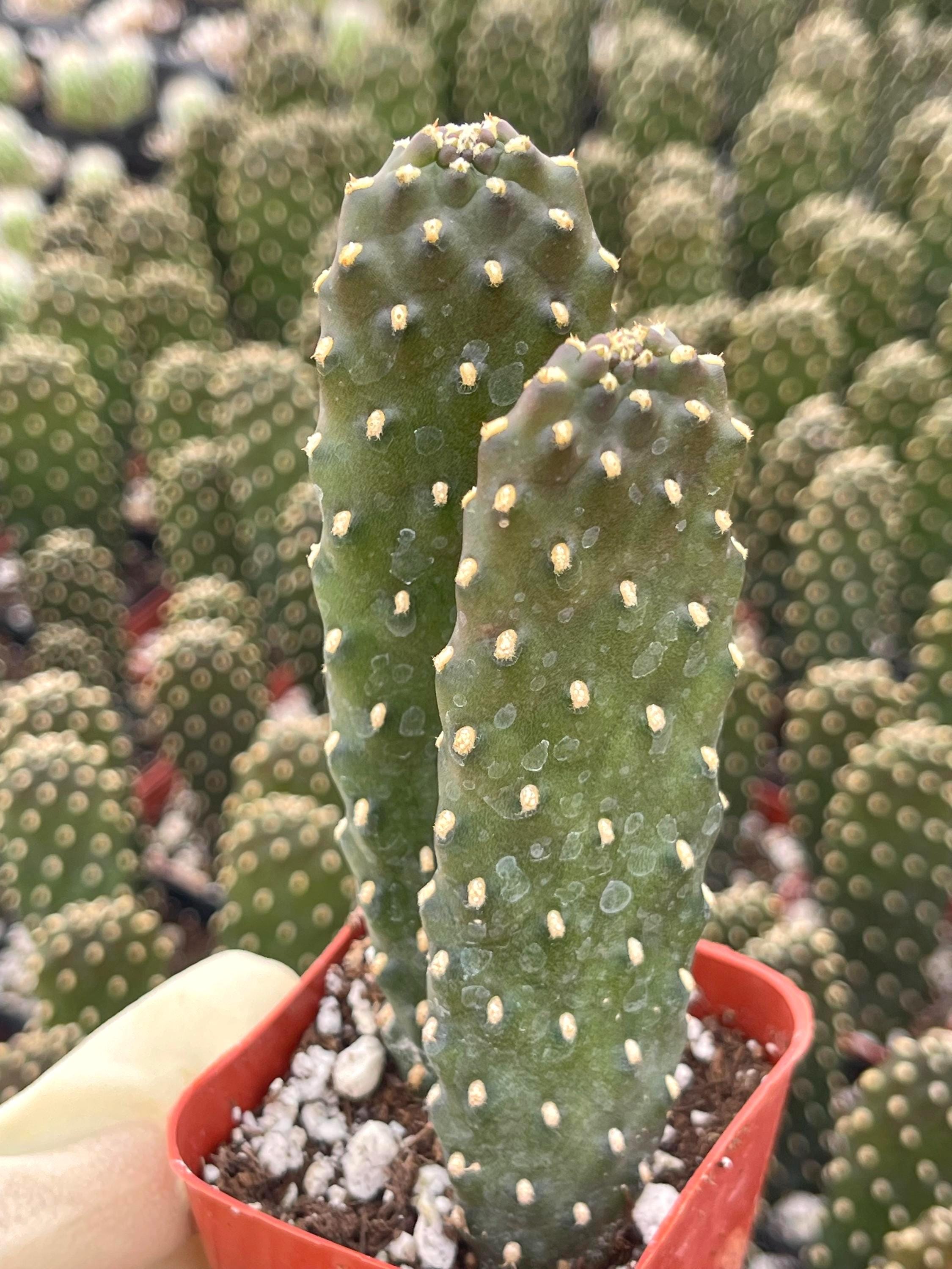 Opuntia Consolea Falcata | Live Succulent | Live Plant – Beleaf and Grow