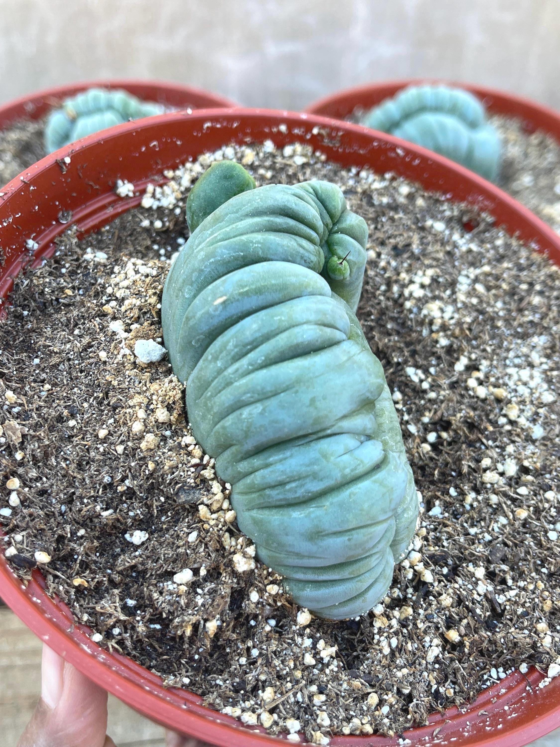 Crested Cactus | Live Plant | Rare Plant | Live Cactus – Beleaf and Grow