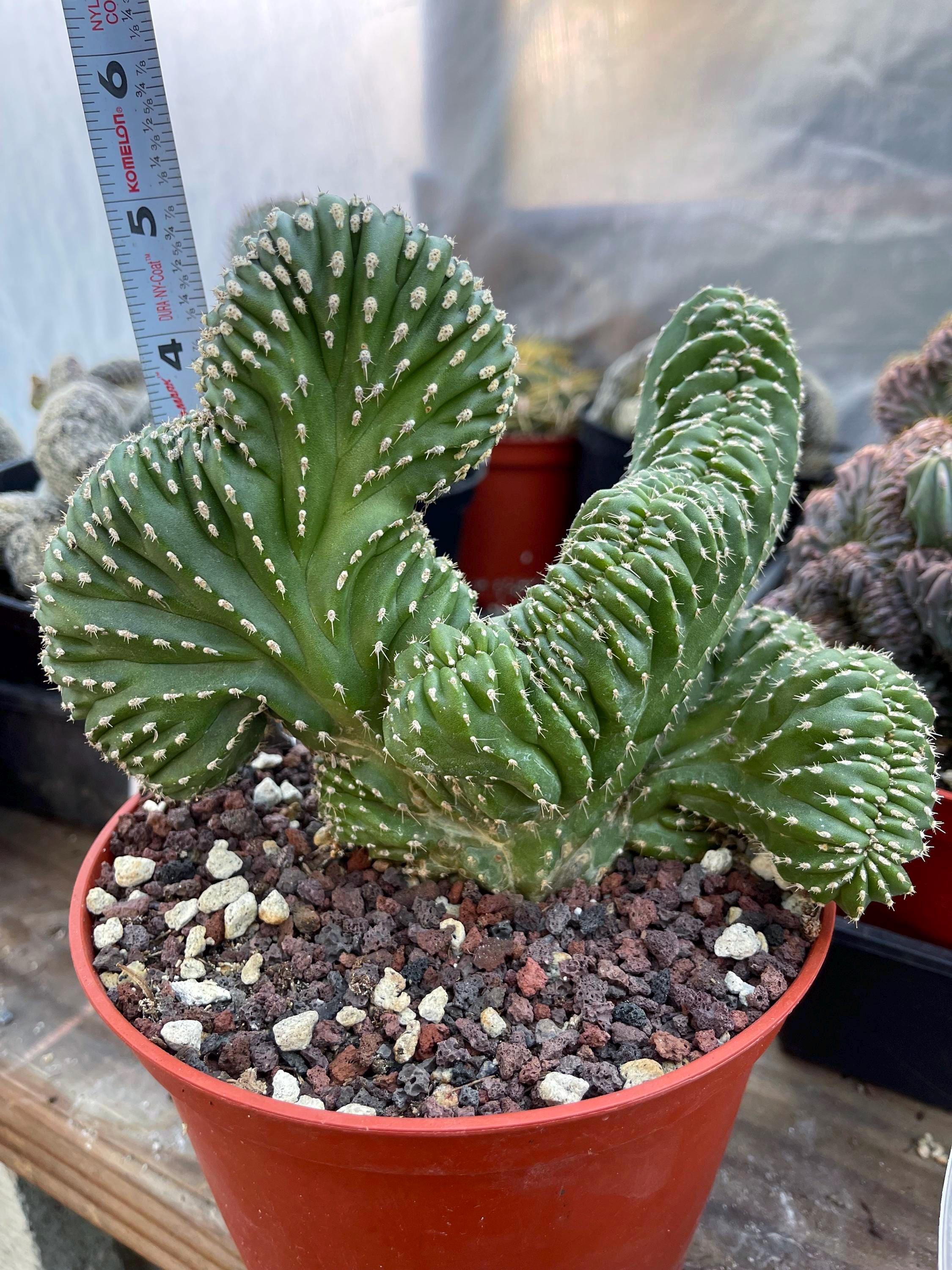 Crested Mexican Fence Post | Live Cactus | Live Cactus – Beleaf and Grow