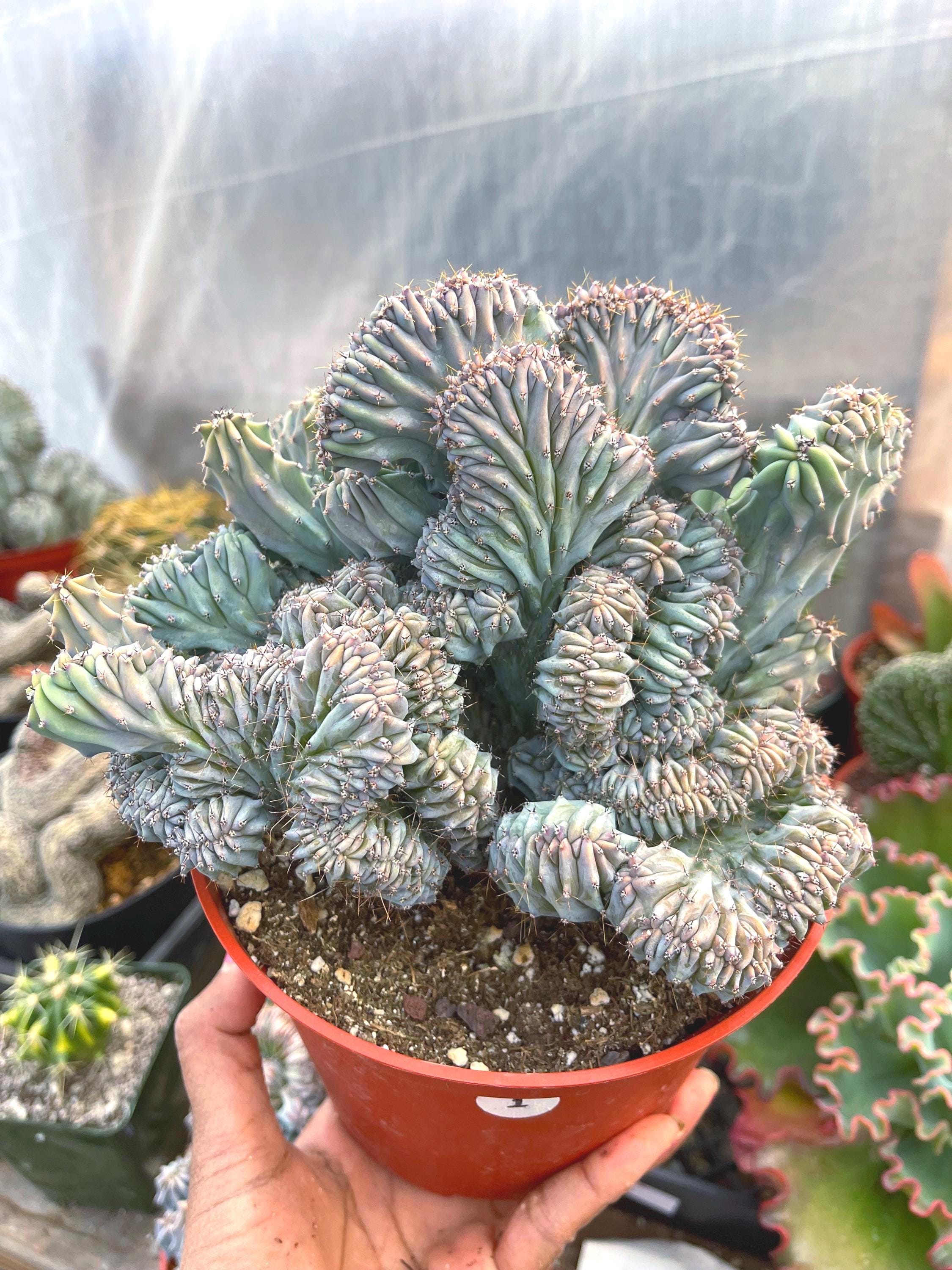 6” Large Crested Myrtle Cactus | Blue Candle | Live Cactus – Beleaf and ...