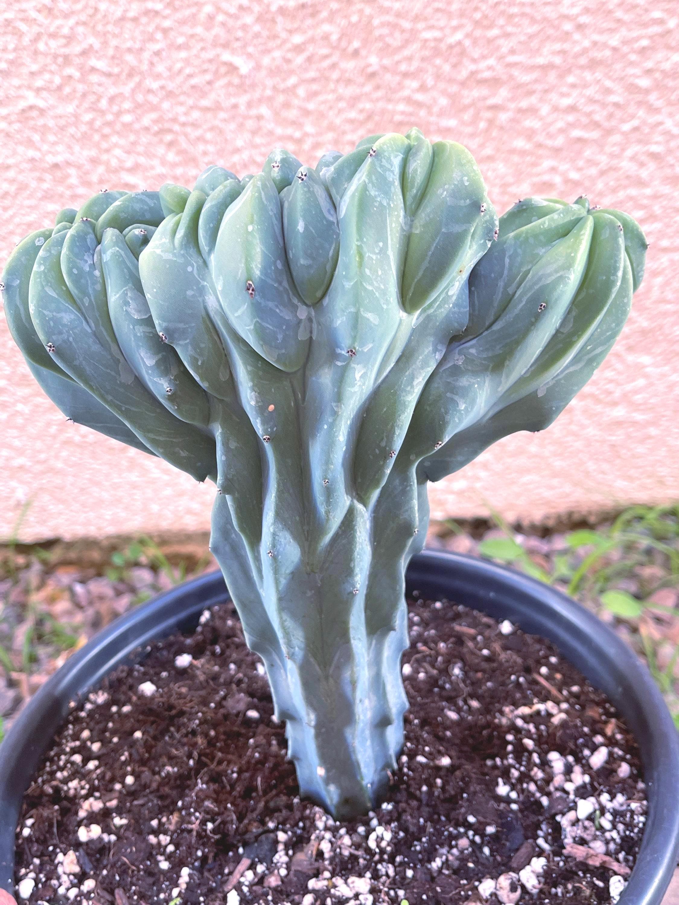 Crested Blue Myrtle cactus | Live Cactus Plant | Rare Cactus – Beleaf ...