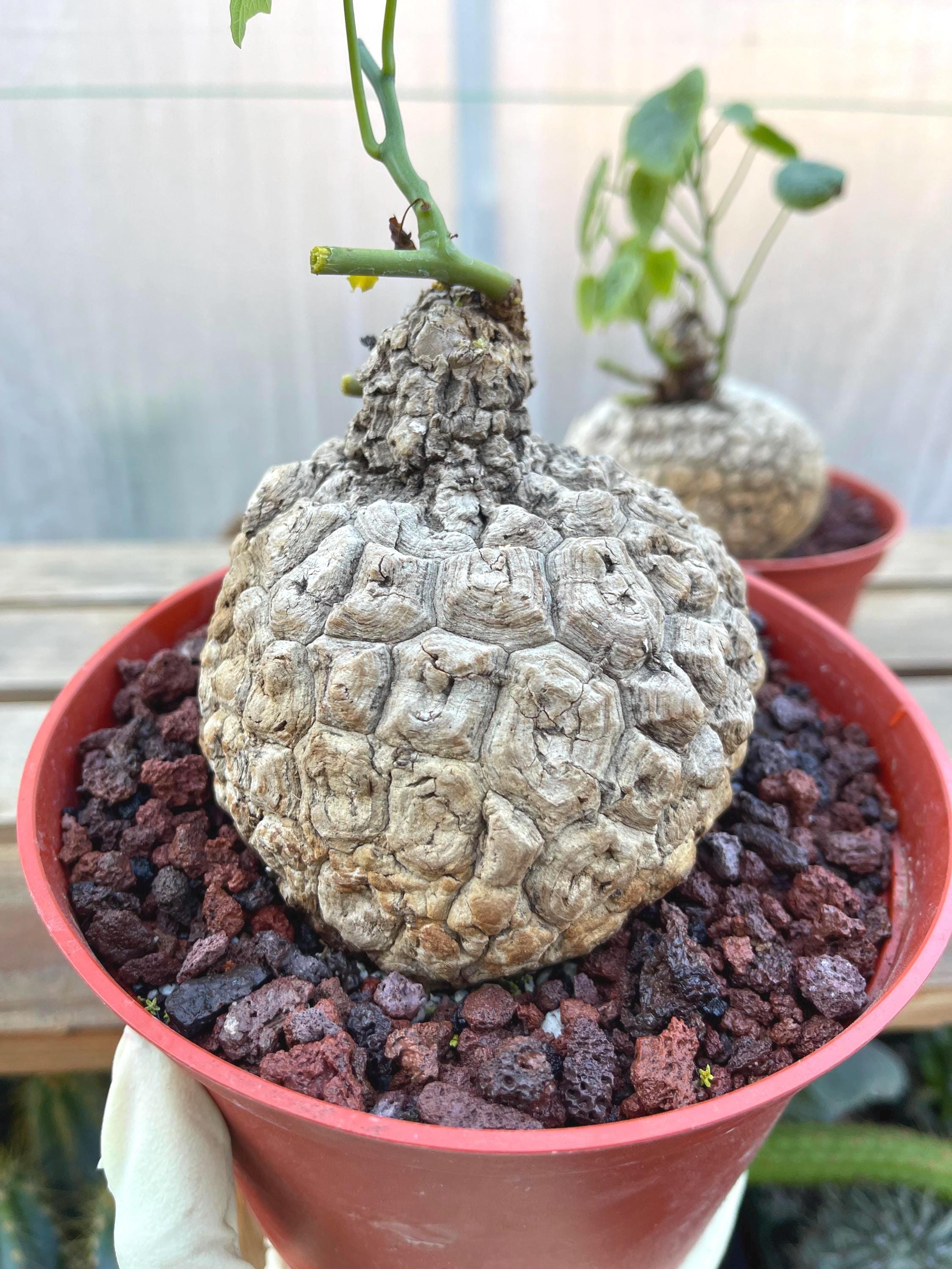 Stephania Suberosa | Bulb Plant | Live Plant | Rare Plant – Beleaf and Grow