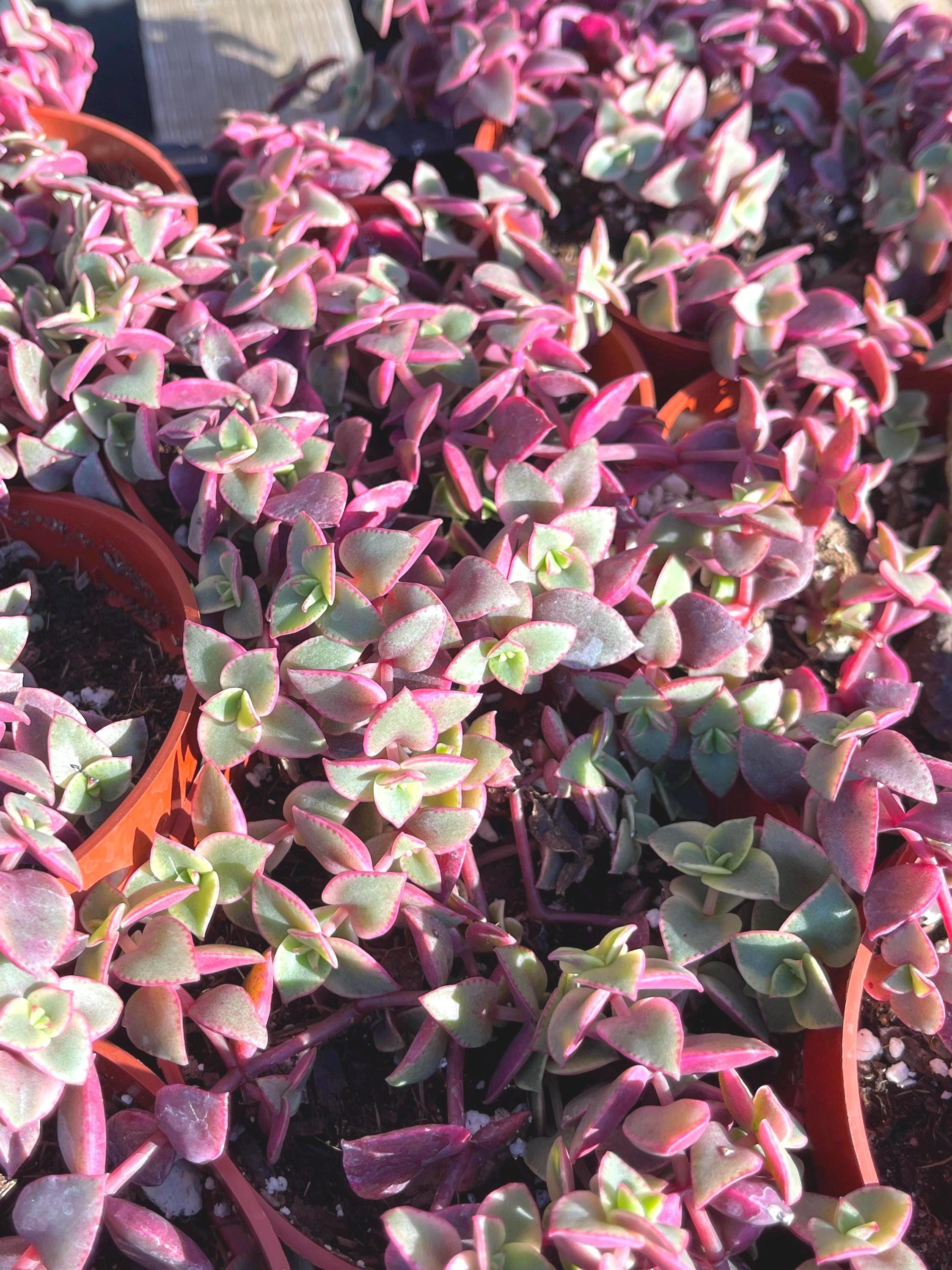 4” Calico Kitten | Crassula | Live Succulent | Pink Succulent – Beleaf ...