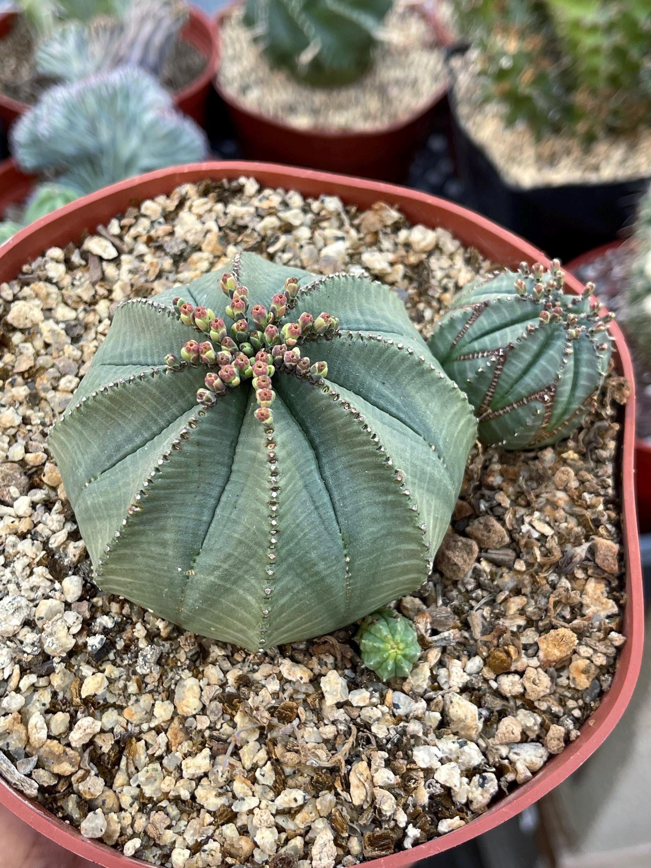 Euphorbia Obesa Hybrid w/pups | Rare Plant | Live Plant – Beleaf and Grow