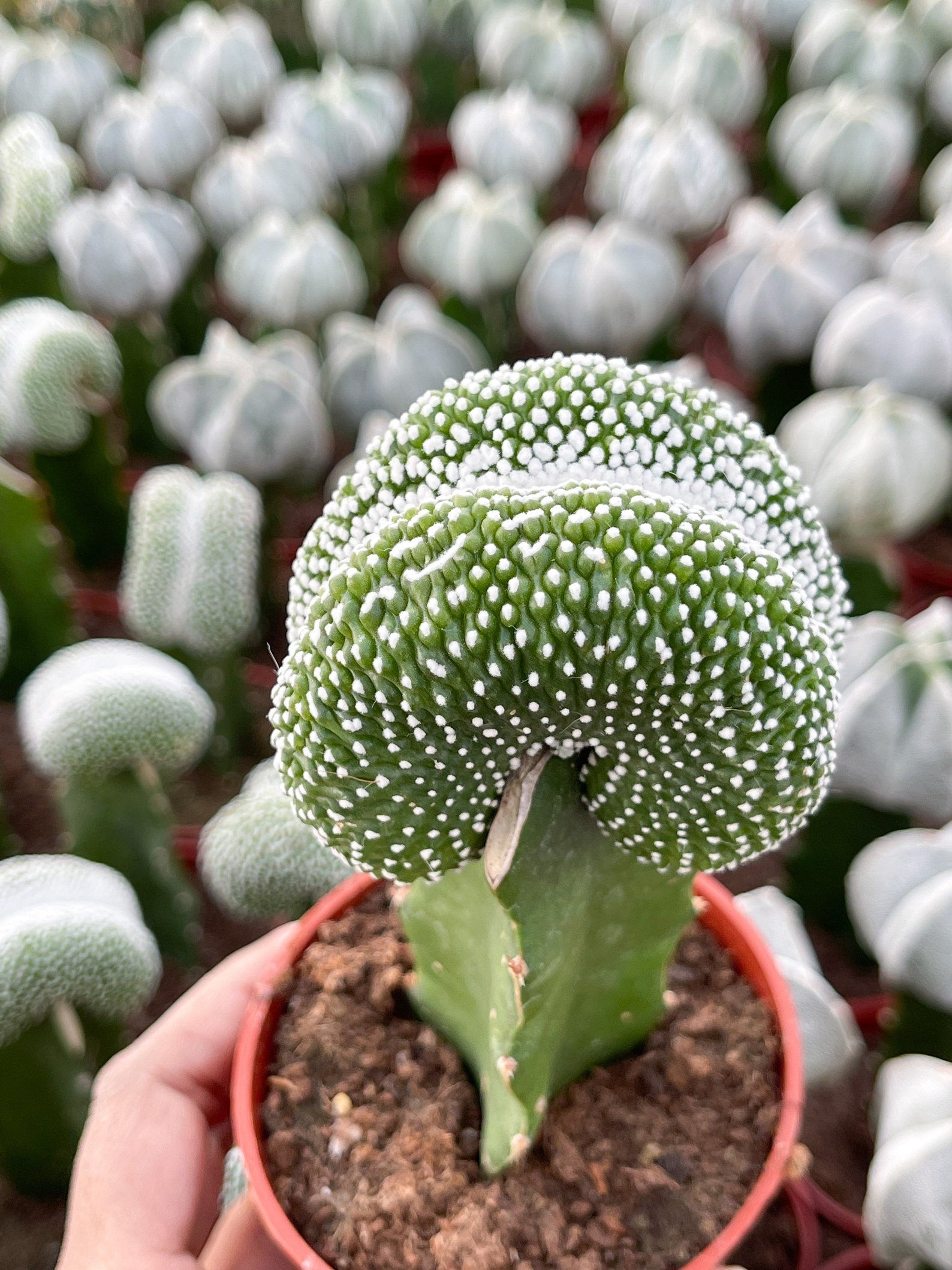 3.25” Pot Notocactus scopa cv. inermis cristatus | Rare Cactus – Beleaf ...