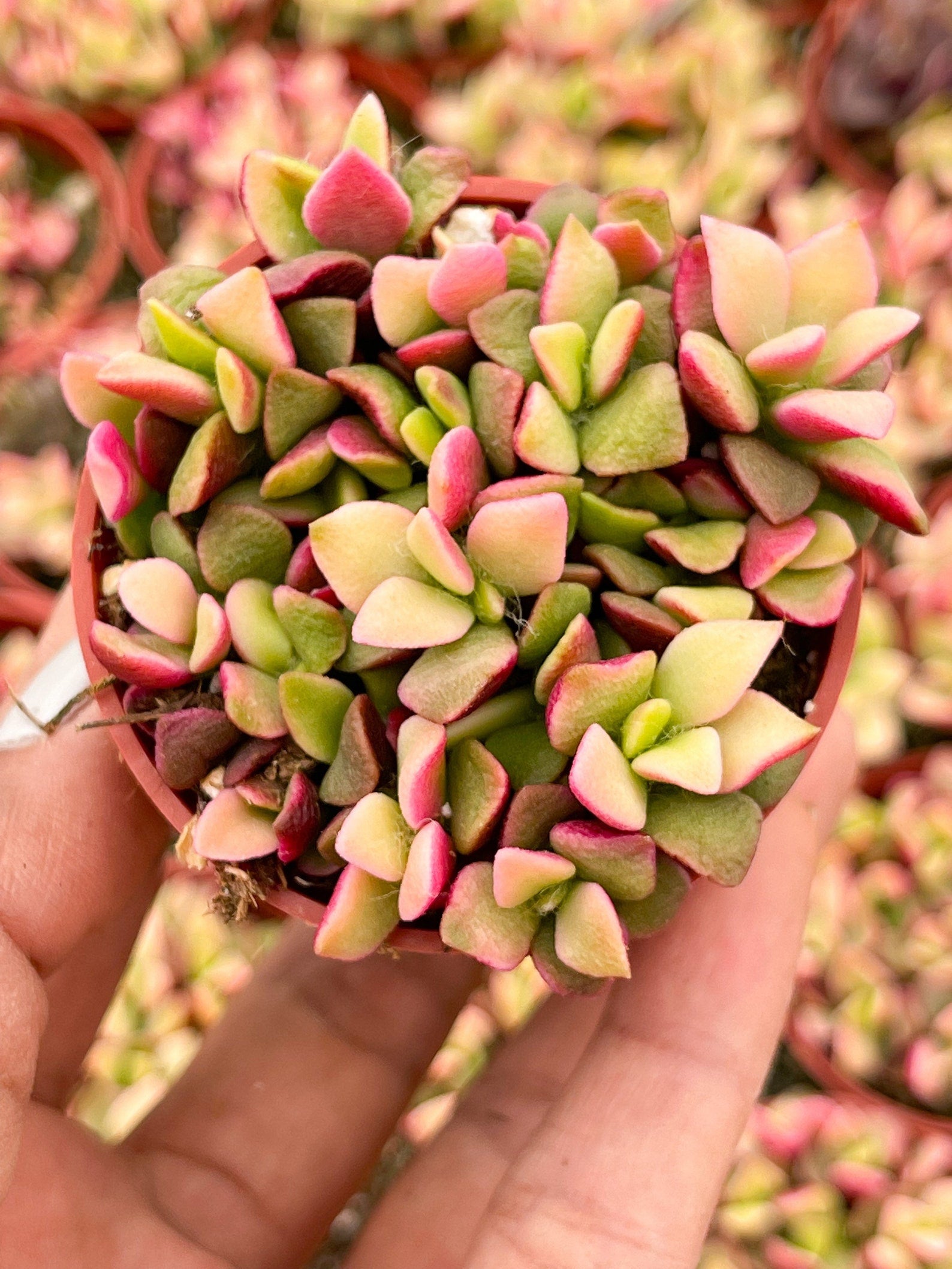 2" Anacampseros Telephiastrum – Beleaf and Grow