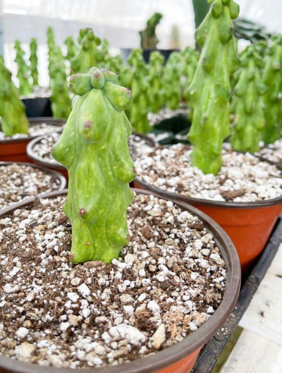 Boobie Cactus – Beleaf and Grow